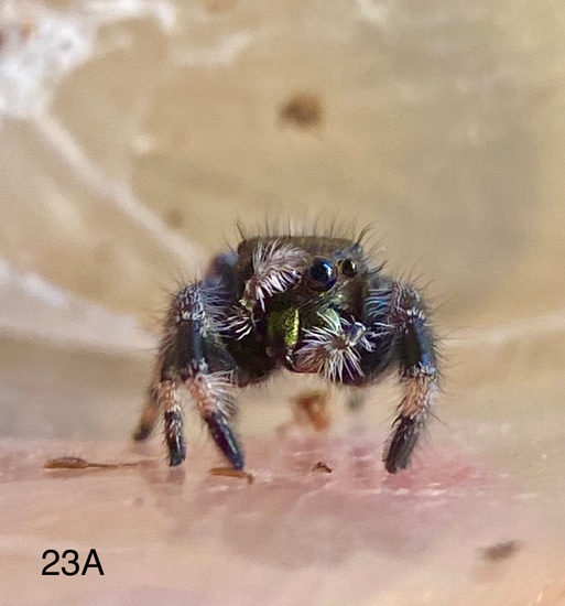 Male Regal Jumping Spider I7 by Web Candy LLC