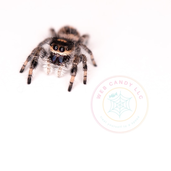 Regal Female Jumping Spider "Blueberry" True Spider by Web Candy LLC