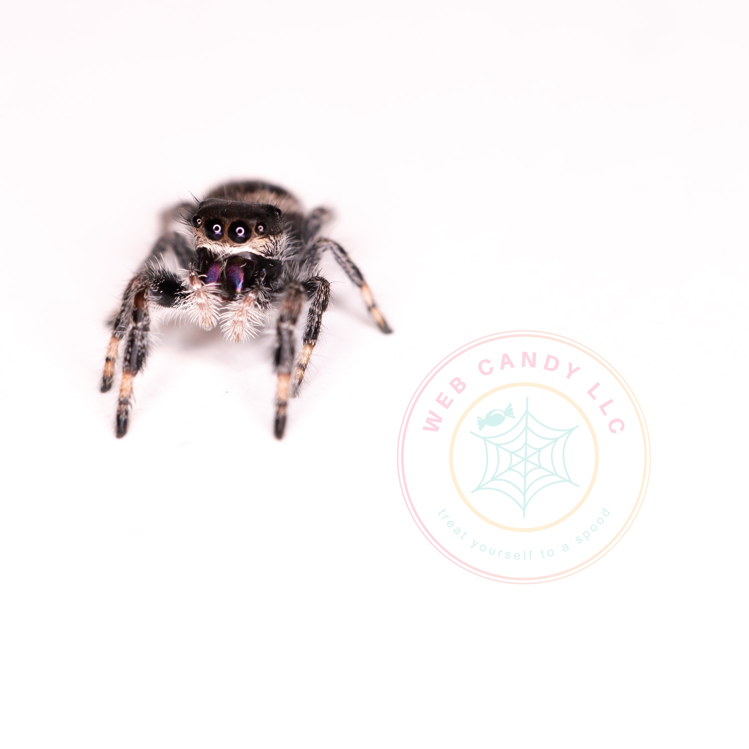 "Garnet" Phidippus Regius (Regal) Jumping Spider by Web Candy LLC - MorphMarket