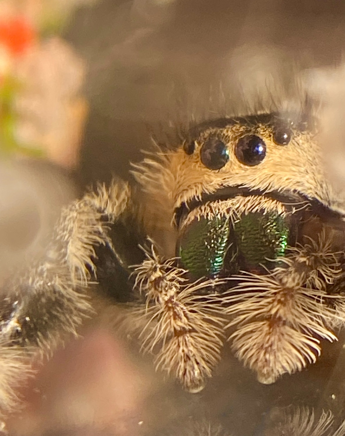 Cinderella Jumping Spider by Web Candy LLC - MorphMarket