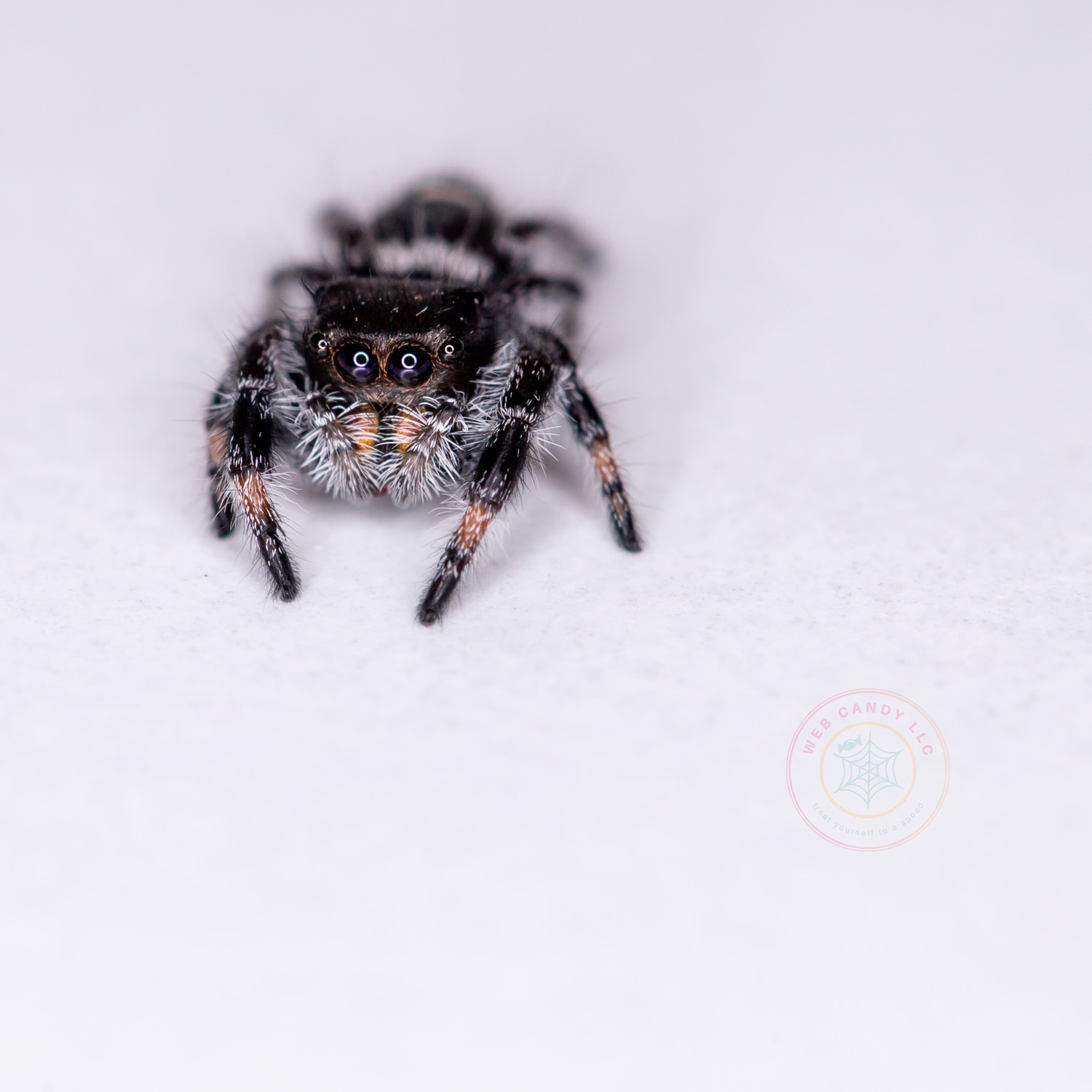 "Goober" Jumping Spider by Web Candy LLC - MorphMarket