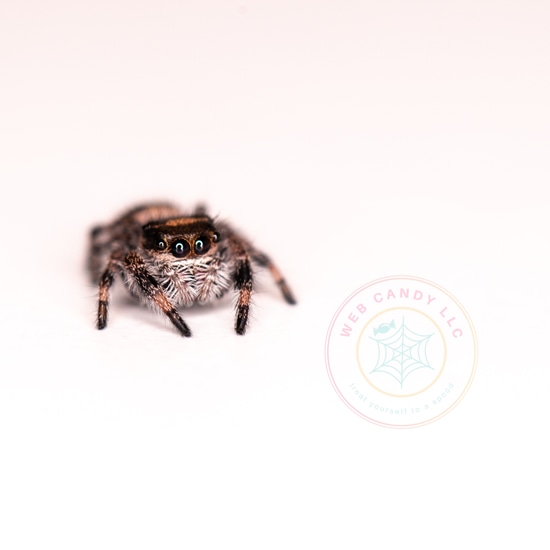 “Sprinkle” Phidippus Regius (Regal) Jumping Spider by Web Candy LLC