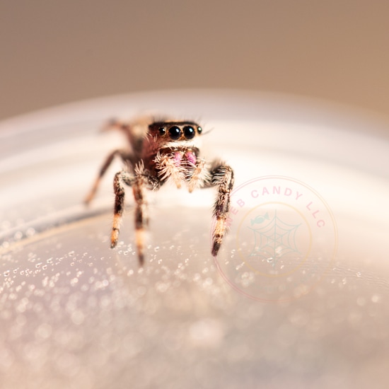 "Pixie" Phidippus Regius (Regal Jumping Spider) by Web Candy LLC
