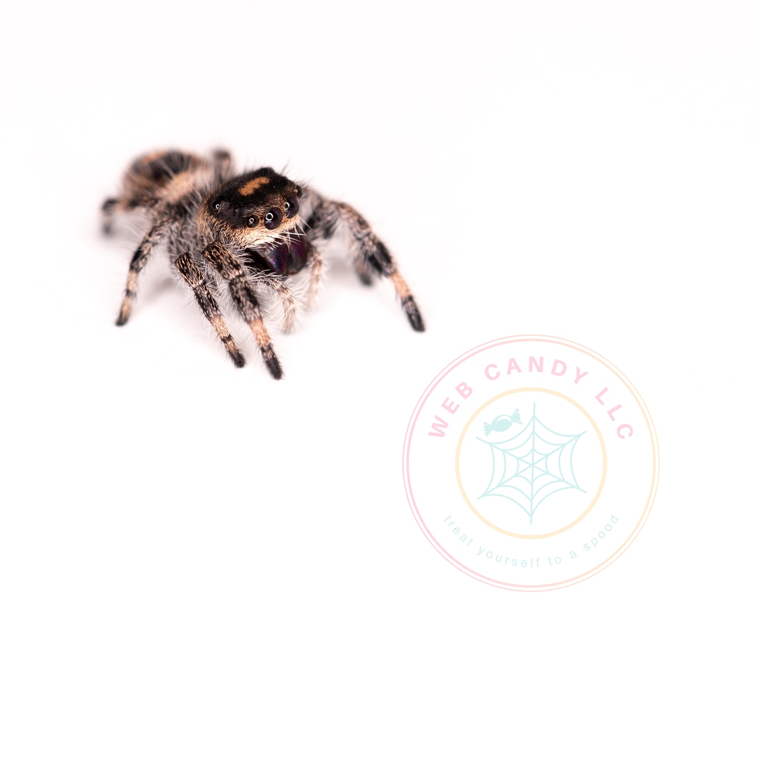 "Gum-ball" Jumping Spider by Web Candy LLC - MorphMarket