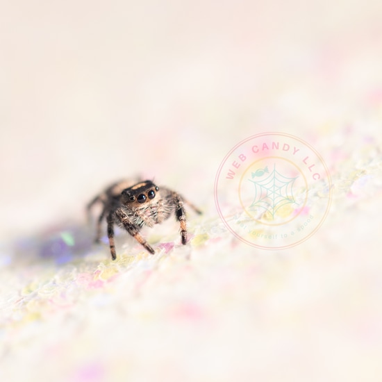 "Sugar High"🍬Female Phidipus Regius (Regal) Jumping Spider by Web Candy LLC