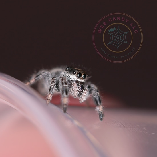 "Blanca" I5 Female Phidippus Regius (Regal) Jumping Spider by Web Candy LLC