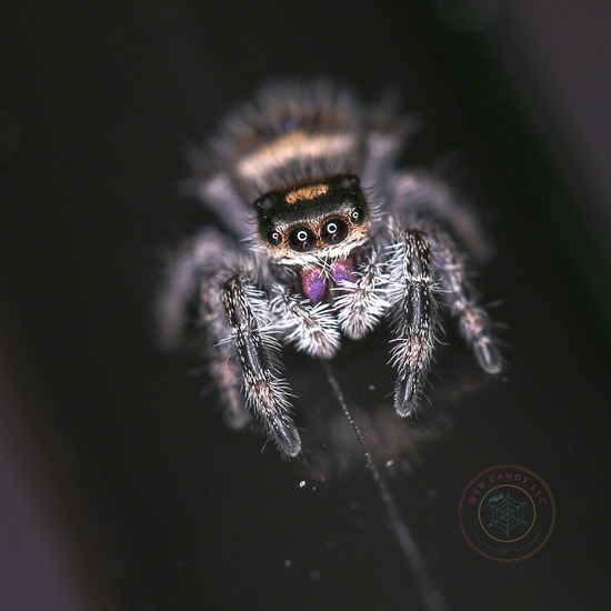 "Rose" Female Phidippus Regius Jumping Spider by Web Candy LLC