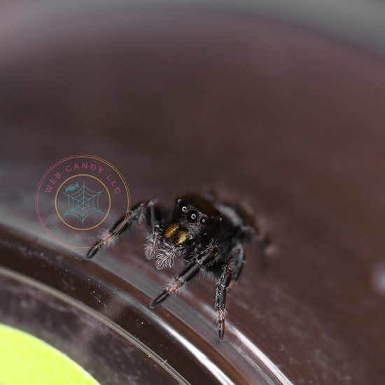 "Spot" Phidippus Regius (Aka Regal Jumping Spider) by Web Candy LLC