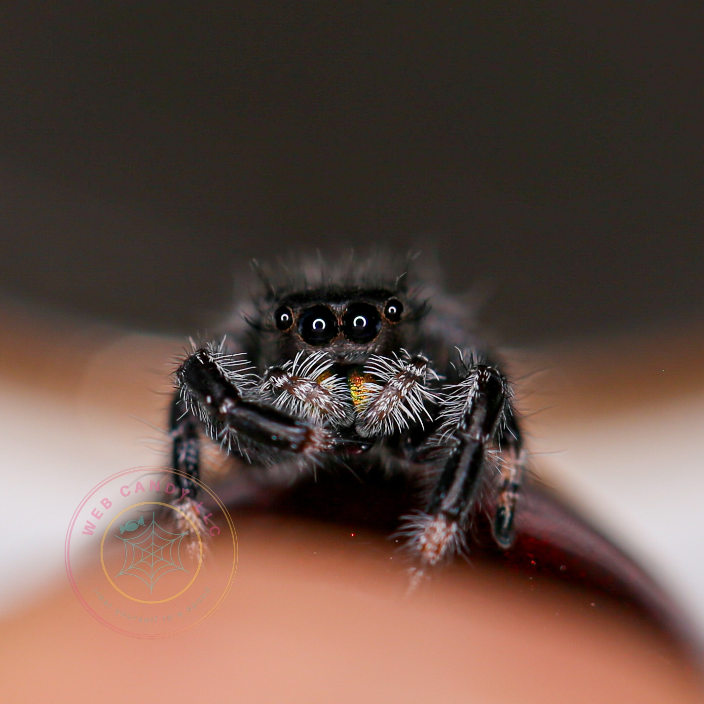 Web Candy LLC's Collection - MorphMarket