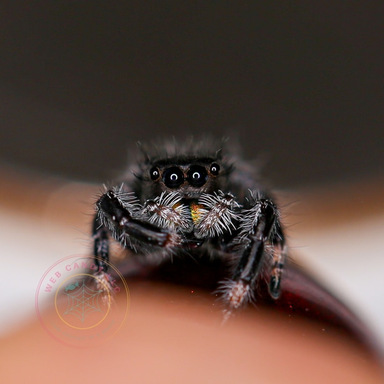 "Roman" Male Phidippus Regius (Aka Regal Jumping Spider) by Web Candy LLC