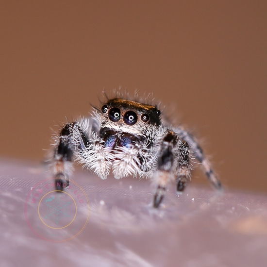 “Milk Mustache” Female Phidippus Regius (Regal Jumping Spider) by Web ...