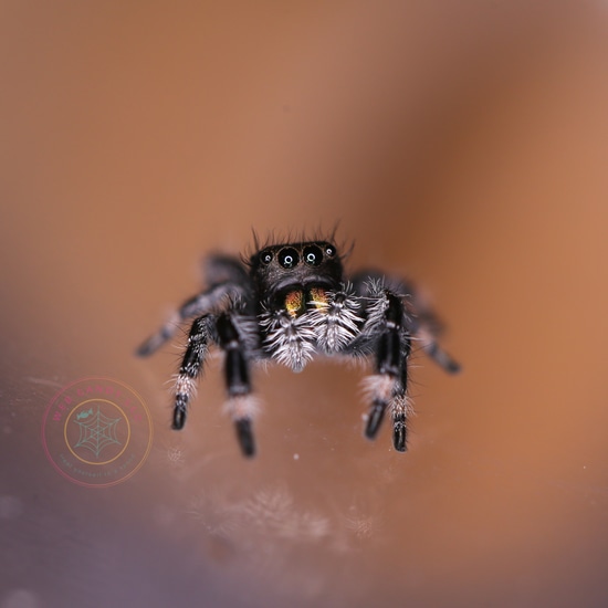 "Pickle" Male Phidippus Regius (Aka Regal Jumping Spider) Comes With ...