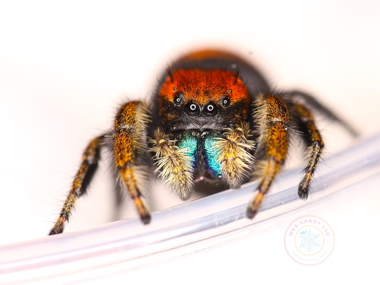 "Nicki" Phidippus Nikites Gravid/Paired Adult Female Jumping Spider by ...