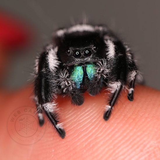"Atlantis" Adult Male Regal, White Recessive Genetics Jumping Spider by ...