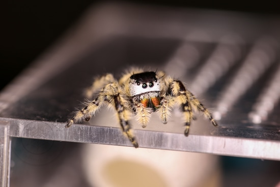 "scotch Kiss" Jumping Spider by Web Candy LLC