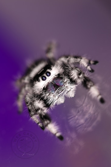 Panda Bear Jumping Spider by Web Candy LLC