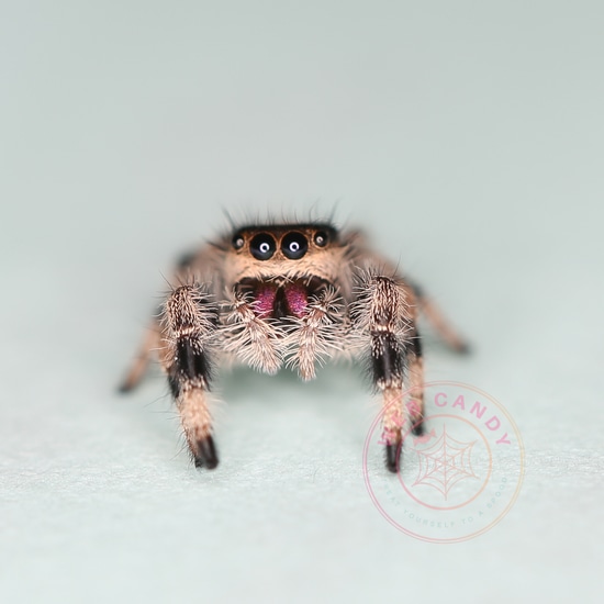 "Tumbleweed" Phidippus Regius Jumping Spider by Web Candy LLC