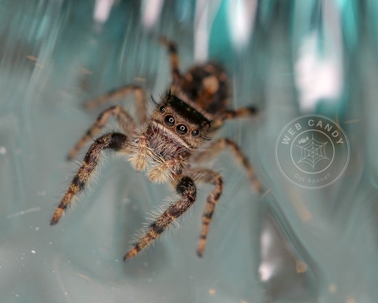 "hopper" Cb Phidippus Adumbratus Unsexed Jumping Spider by Web Candy LLC