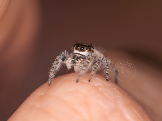 "Slappy" Phidippus Otiosus (Aka Canopy Jumper) Jumping Spider by Web Candy LLC