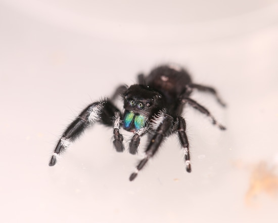 "Thalon" Phidippus Audux Mature Male Jumping Spider by Web Candy LLC