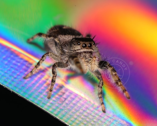 "Karen Reed" Phidippus Adumbratus Jumping Spider by Web Candy LLC
