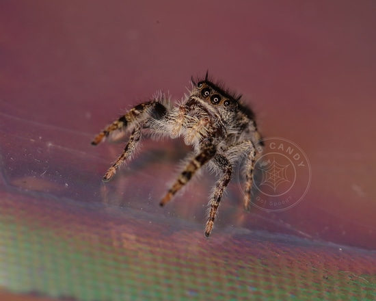 "Miss Hanna" Phidippus Adumbratus Jumping Spider by Web Candy LLC