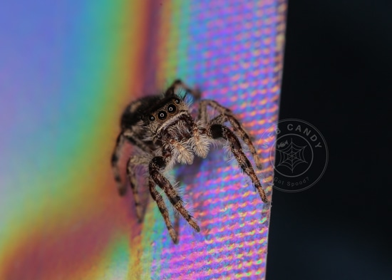"Moon" CB Phidippus Adumbratus Jumping Spider by Web Candy LLC