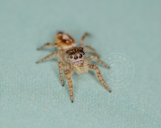 "Popcorn" CB Phidippus Arizonensis Jumping Spider by Web Candy LLC