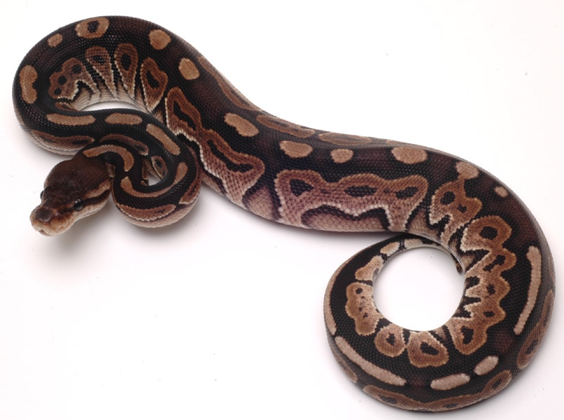 Cinnamon Het Albino Ball Python by Jeff Hartwig Reptiles - MorphMarket