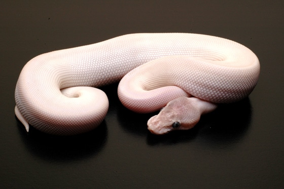 Blue Eyed Lucy (Super Mojave) Ball Python by Jeff Hartwig Reptiles ...