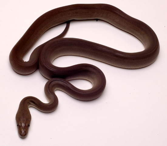 Olive Pythons by Jeff Hartwig Reptiles