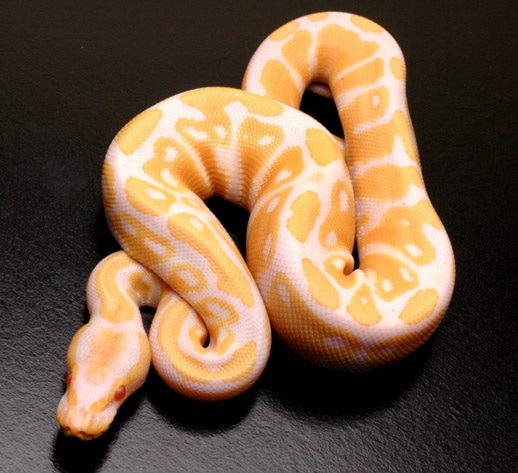 Albino Het VPI Snow Ball Python by Jeff Hartwig Reptiles - MorphMarket