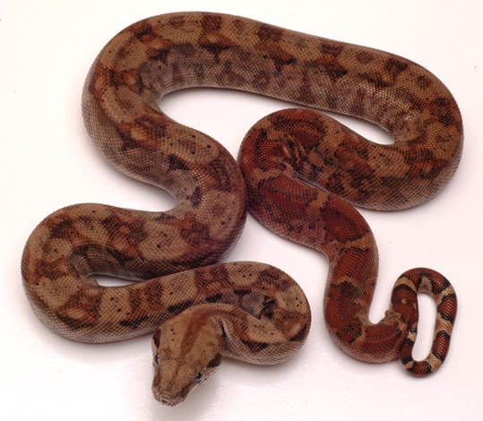 Sunset Hypo Het Caramel Albino Boa Constrictor by Jeff Hartwig Reptiles