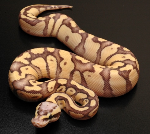 Orange Dream Fire Ball Python by Jeff Hartwig Reptiles - MorphMarket