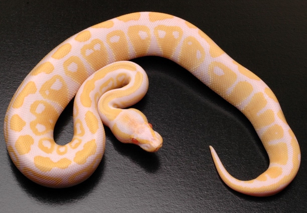 Albino Het VPI Snow Ball Python by Jeff Hartwig Reptiles - MorphMarket