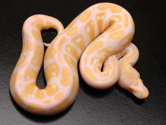 Albino Het VPI Snow Ball Python by Jeff Hartwig Reptiles