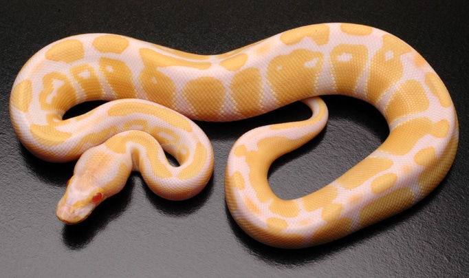Albino Het VPI Snow Ball Python by Jeff Hartwig Reptiles - MorphMarket