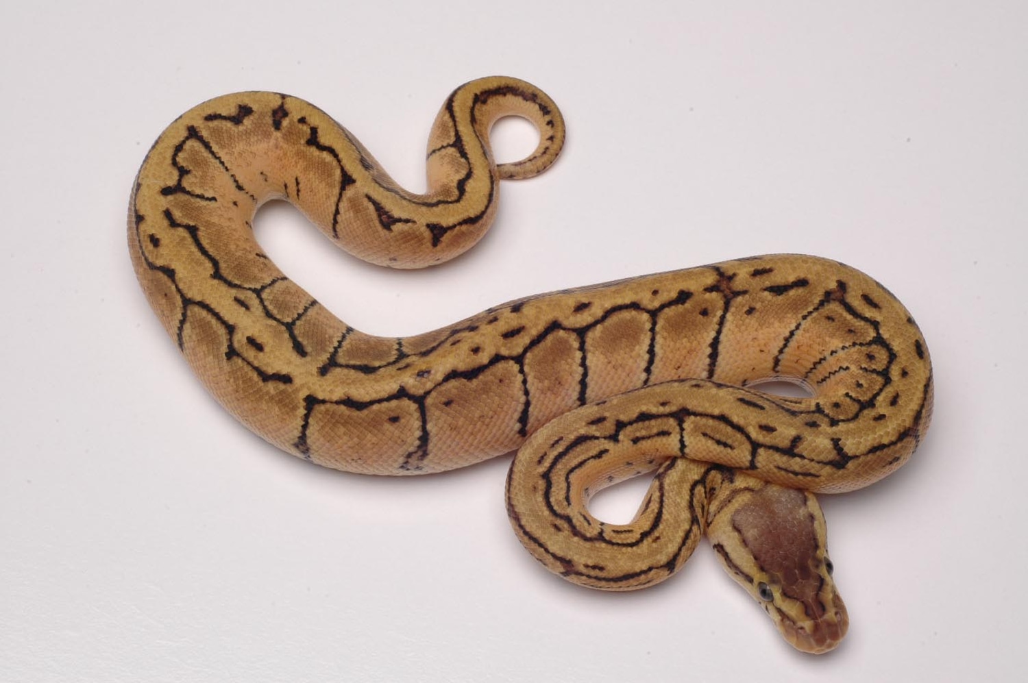 Lemon Blast Het Pied Ball Python by Jeff Hartwig Reptiles - MorphMarket