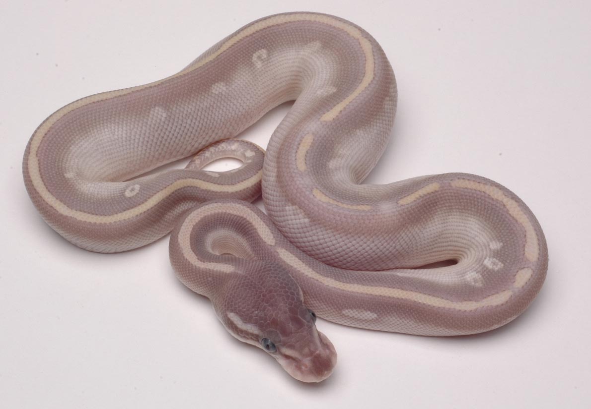 Mystic Potion Ball Python by Jeff Hartwig Reptiles - MorphMarket