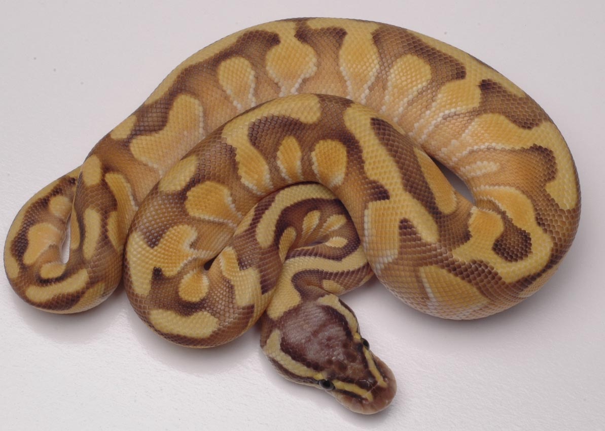 Orange Dream Enchi Butter Ball Python by Jeff Hartwig Reptiles ...