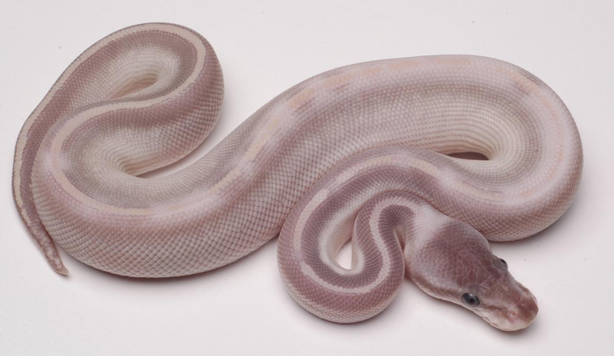 Mystic Potion Ball Python by Jeff Hartwig Reptiles - MorphMarket