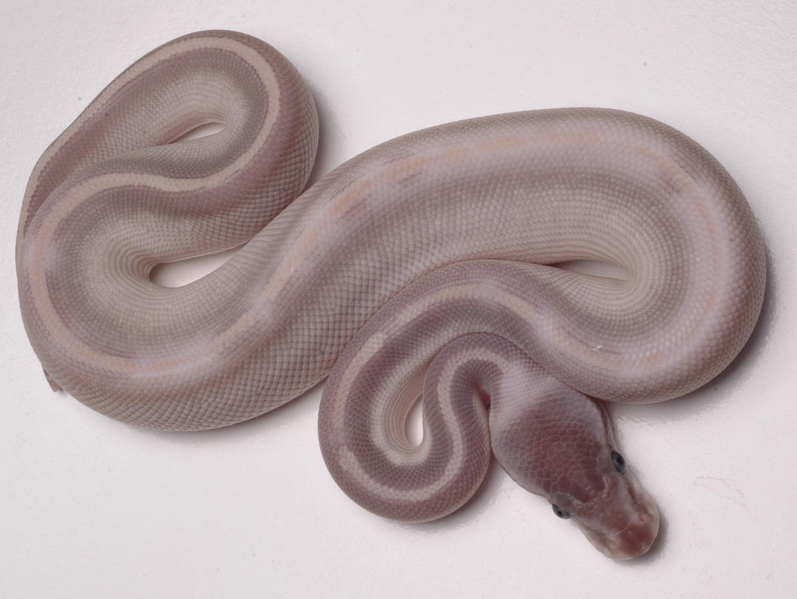 Mystic Potion Ball Python by Jeff Hartwig Reptiles - MorphMarket