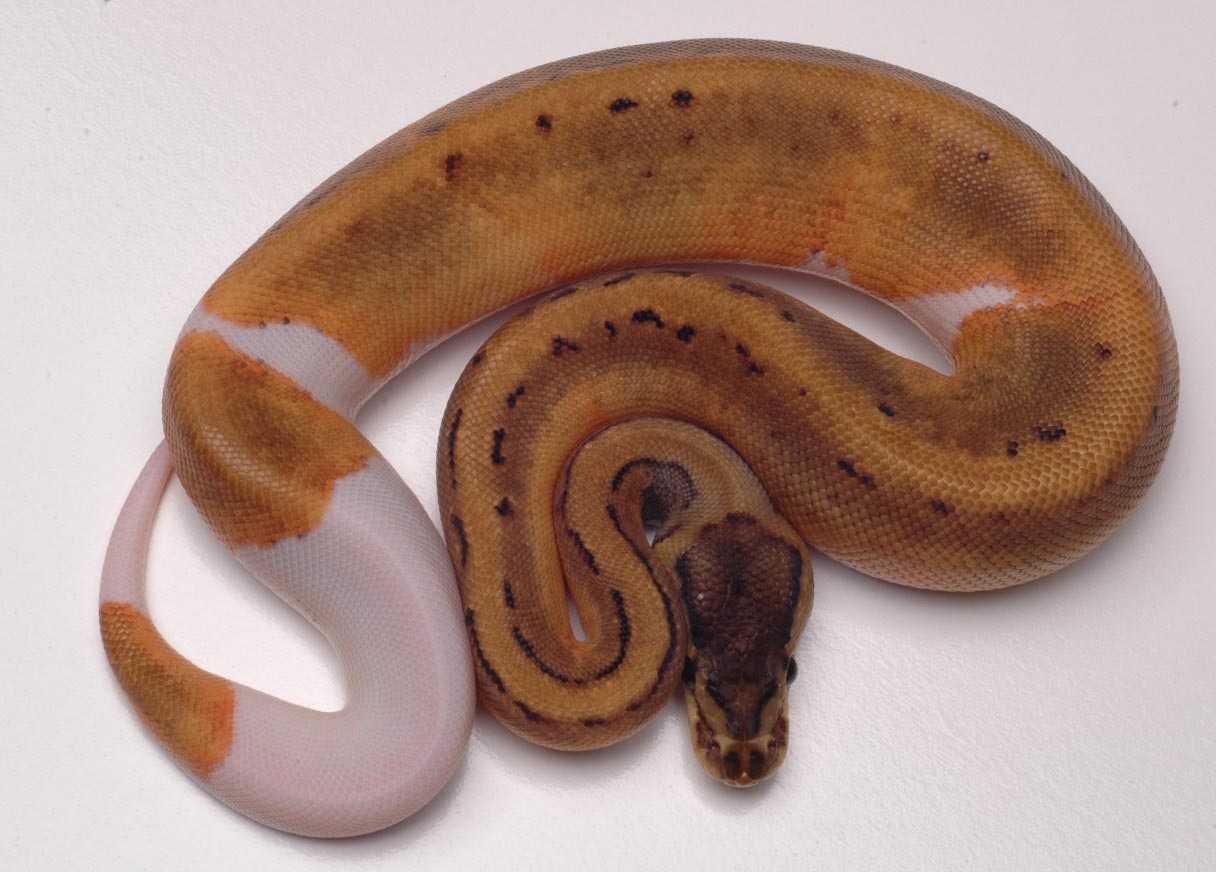Pinstripe Pied Ball Python by Jeff Hartwig Reptiles - MorphMarket