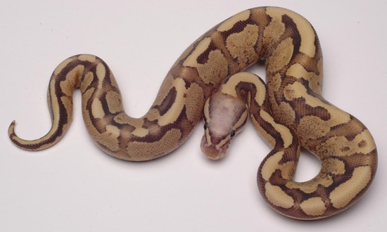 Vanilla Cream Ball Python by Jeff Hartwig Reptiles
