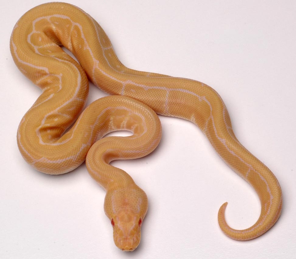 Albino Pinstripe Ball Python by Jeff Hartwig Reptiles - MorphMarket