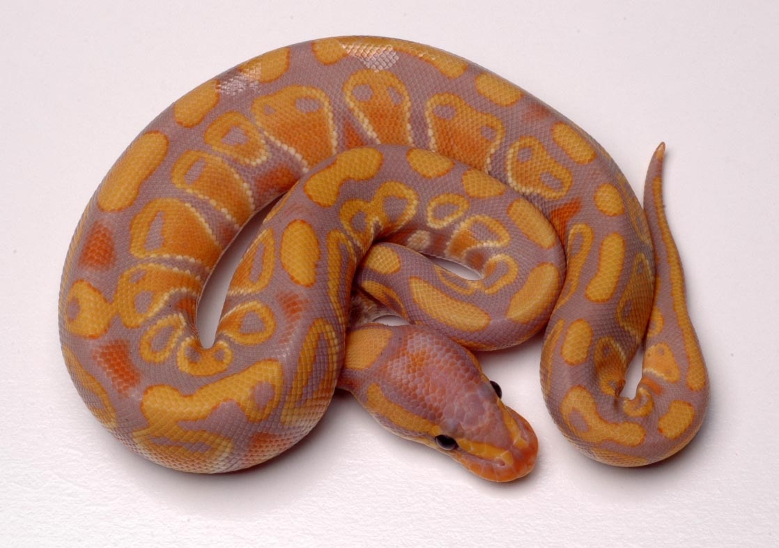 Banana Het Clown Ball Python by Jeff Hartwig Reptiles - MorphMarket