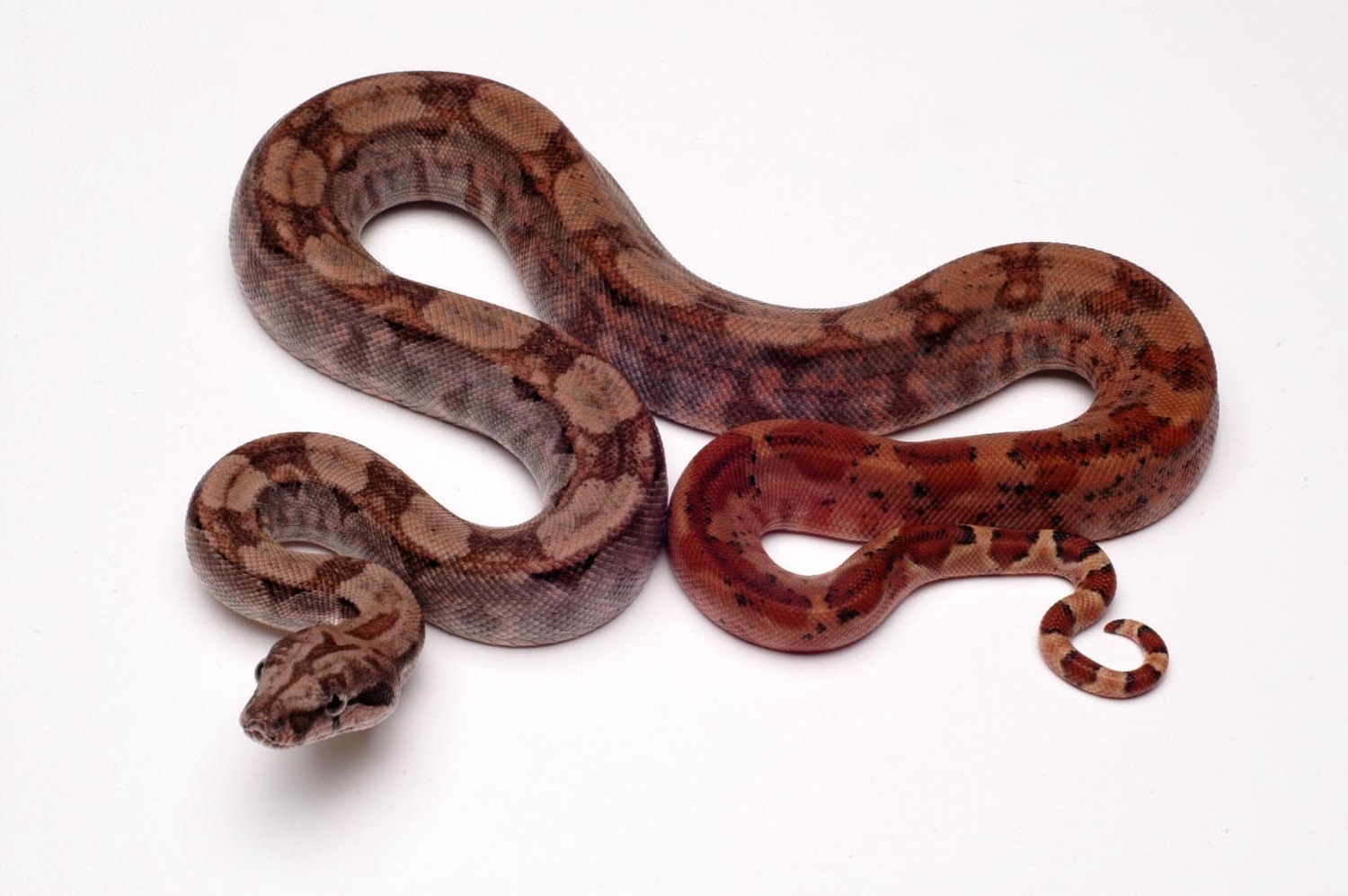 Hypo Nicaraguan Boa Constrictor by Jeff Hartwig Reptiles - MorphMarket