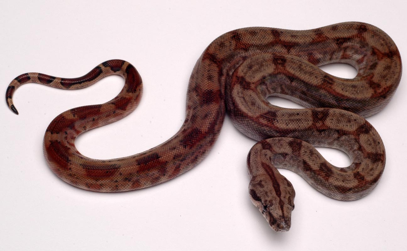 Sunset Hypo Het Caramel Albino Boa Constrictor by Jeff Hartwig Reptiles ...