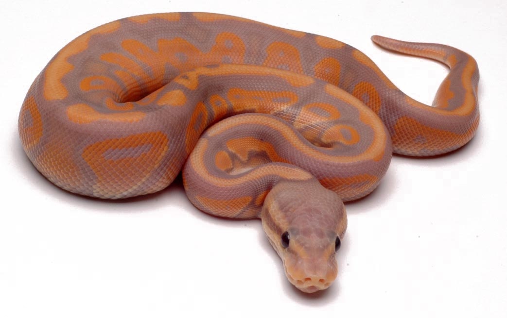 Cinnamon Banana Het Pied Ball Python by Jeff Hartwig Reptiles - MorphMarket