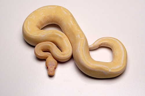 Albino Champagne Het VPI Snow Ball Python by Jeff Hartwig Reptiles